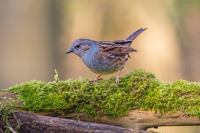 Dunnock Bird Animal Prunella - Free photo on Pixabay - Pixabay