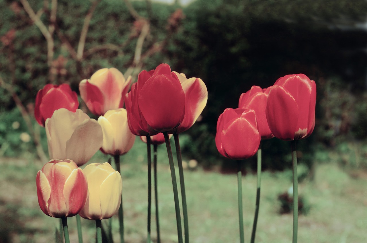 Tulips Red Yellow - Free photo on Pixabay - Pixabay