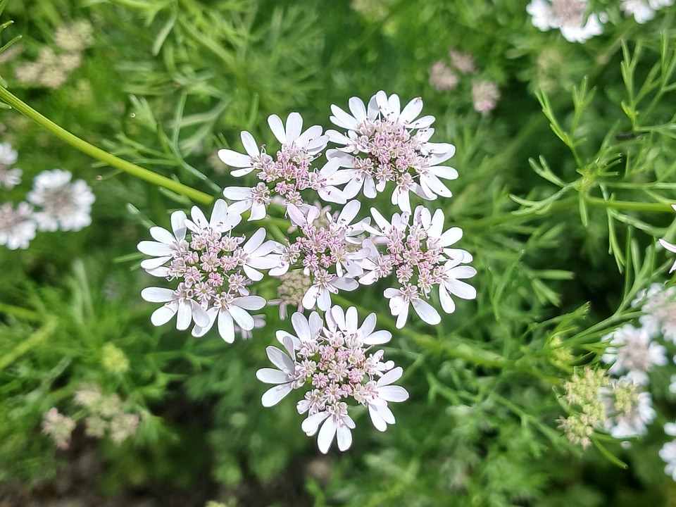Coriander Flowers - Free photo on Pixabay - Pixabay