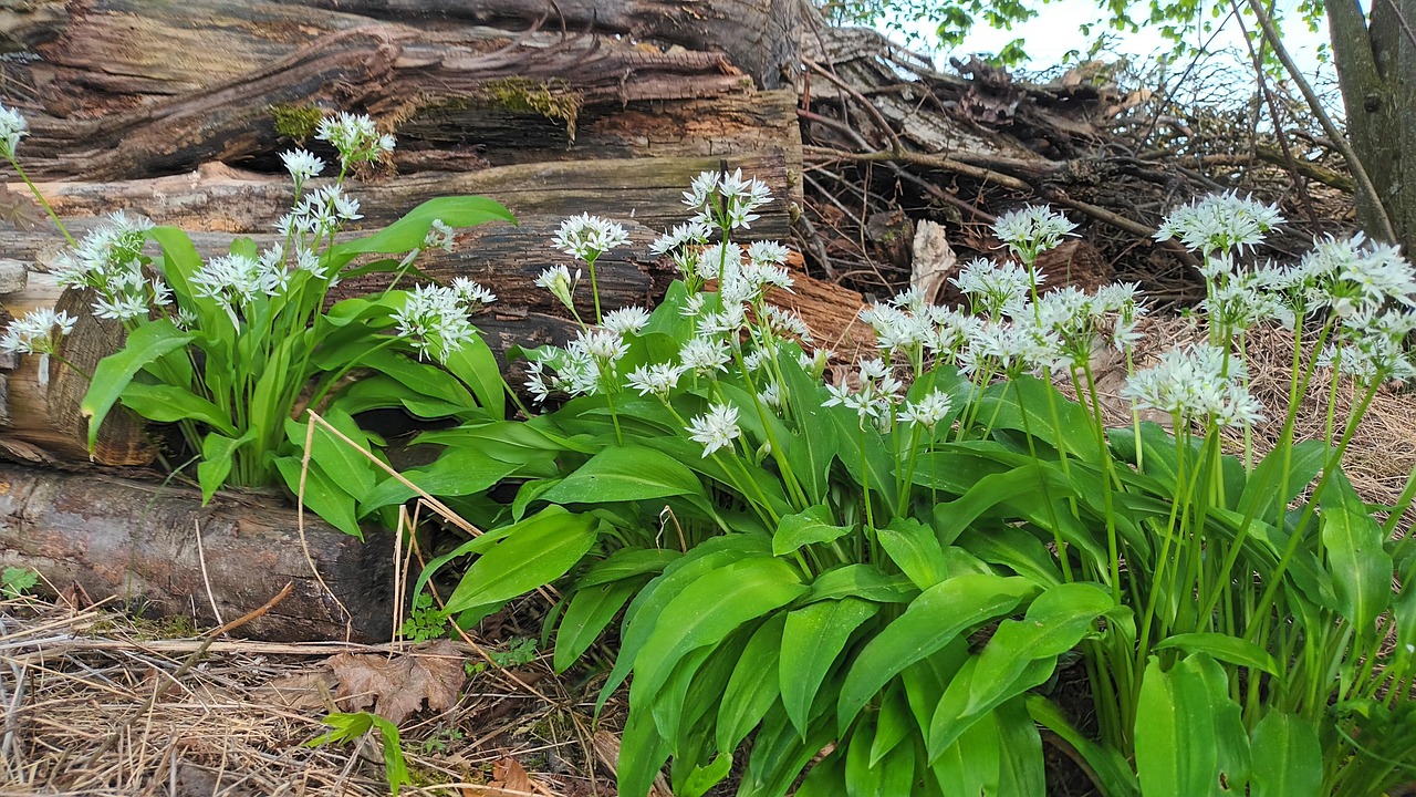 Wild Garlic Allium Ursinum - Free photo on Pixabay - Pixabay