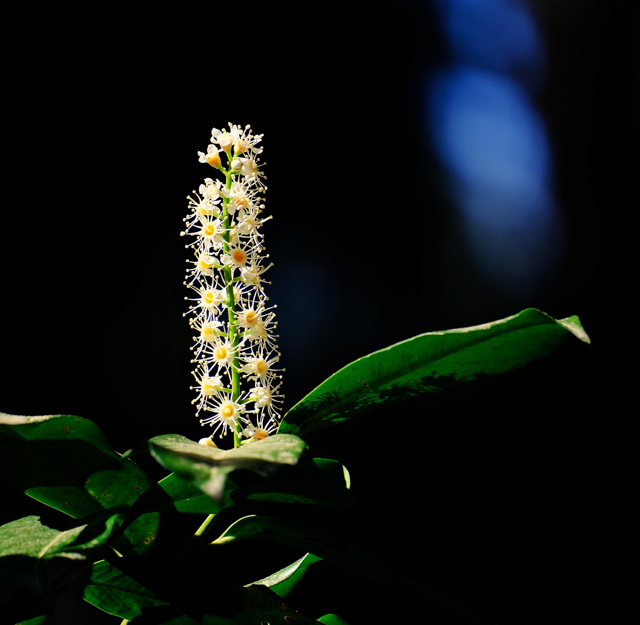 Laurier Cerise Bloom - Photo gratuite sur Pixabay - Pixabay