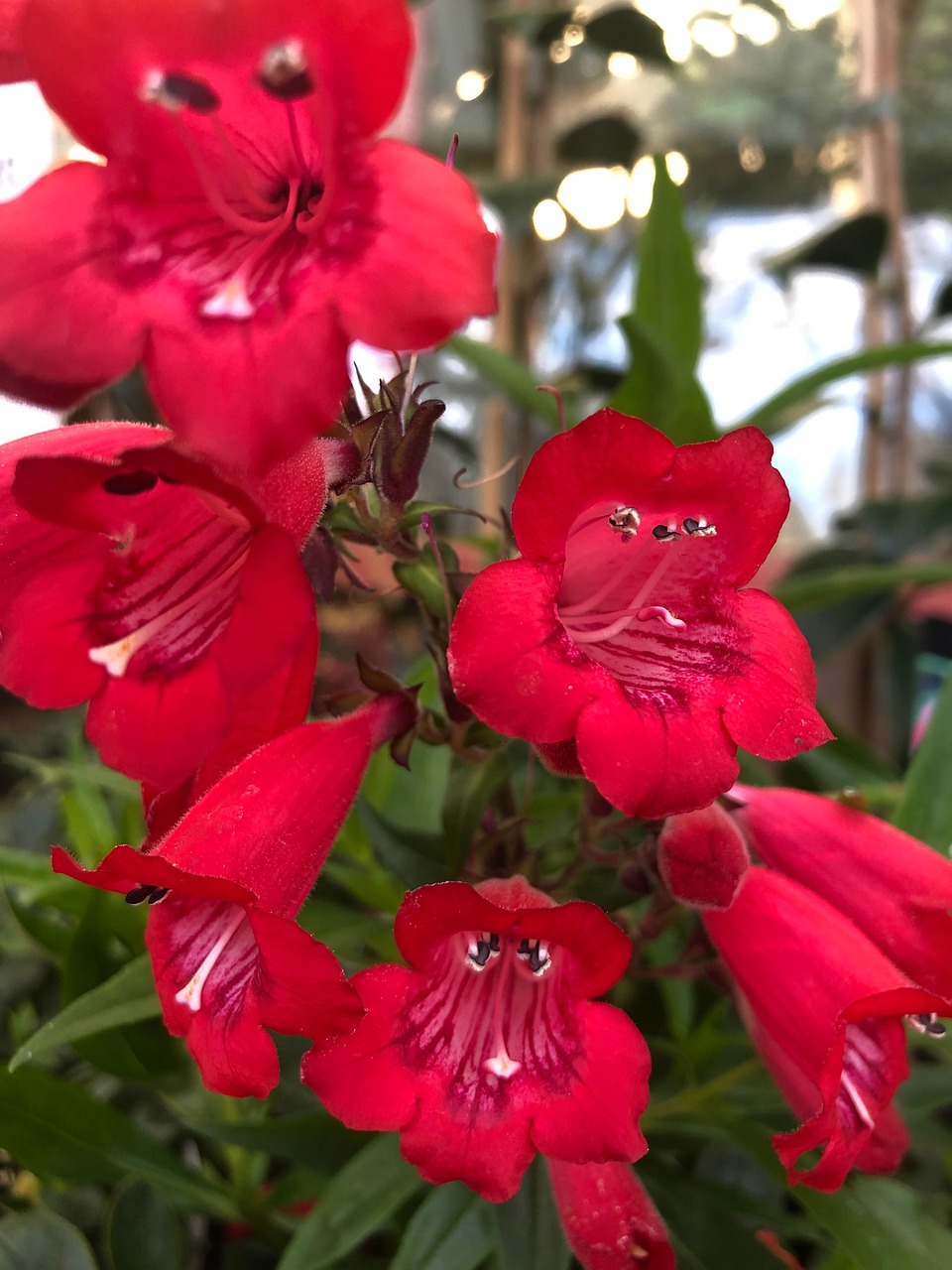 Penstemon Flower Nature - Free photo on Pixabay - Pixabay