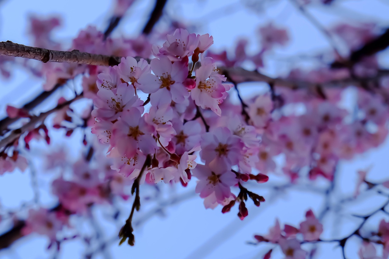 Sakura Musim Semi Jepang - Foto gratis di Pixabay - Pixabay