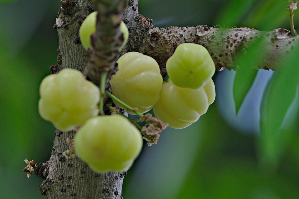 Tahitian Gooseberry Fruit Fresh - Free photo on Pixabay - Pixabay