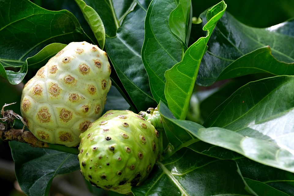 Morinda Citrifolia Noni Fruta - Foto gratis en Pixabay - Pixabay