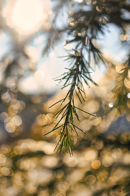 Ljus Buske - Gratis foto på Pixabay - Pixabay