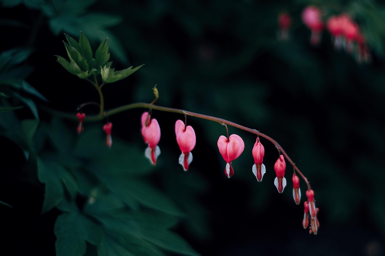 Download Bleeding Heart Wallpapers