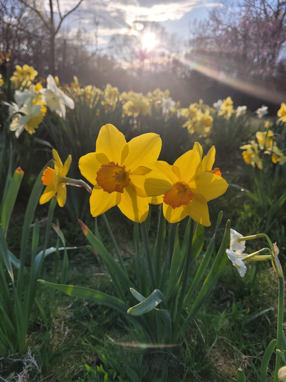 Daffodils Sun Spring - Free photo on Pixabay - Pixabay