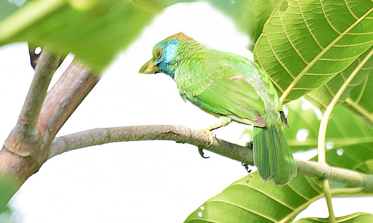 Blue Throated Barbet Bird Perched - Free photo on Pixabay - Pixabay