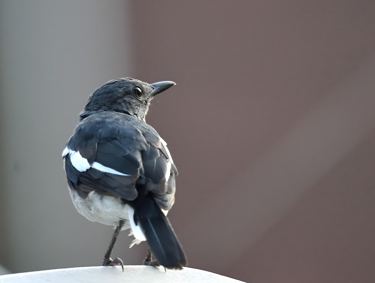 Orientalna Sroka-Robin Ptak Sroka - Darmowe zdjęcie na Pixabay