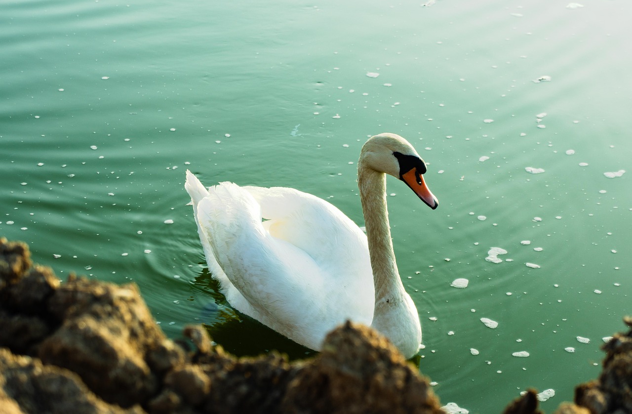 9,000+ Free Swan & Nature Images - Pixabay