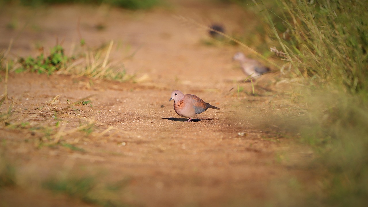Bird Laughing Dove Wild - Free photo on Pixabay - Pixabay