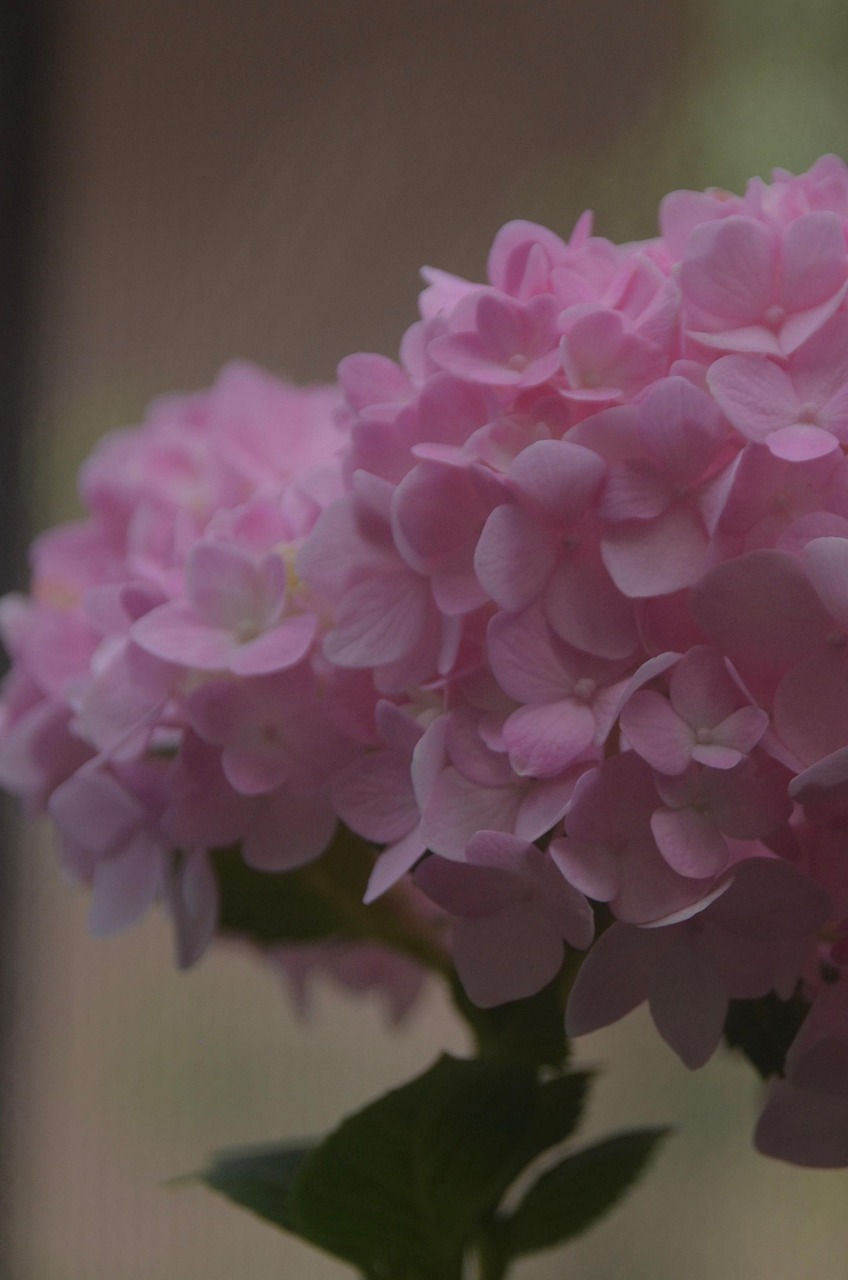 Hydrangea Bunga-Bunga Alam Merah - Foto gratis di Pixabay