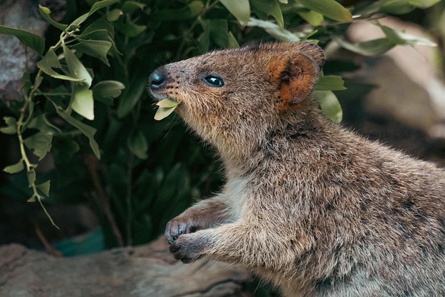 30+ Free Quokka & Animal Images - Pixabay
