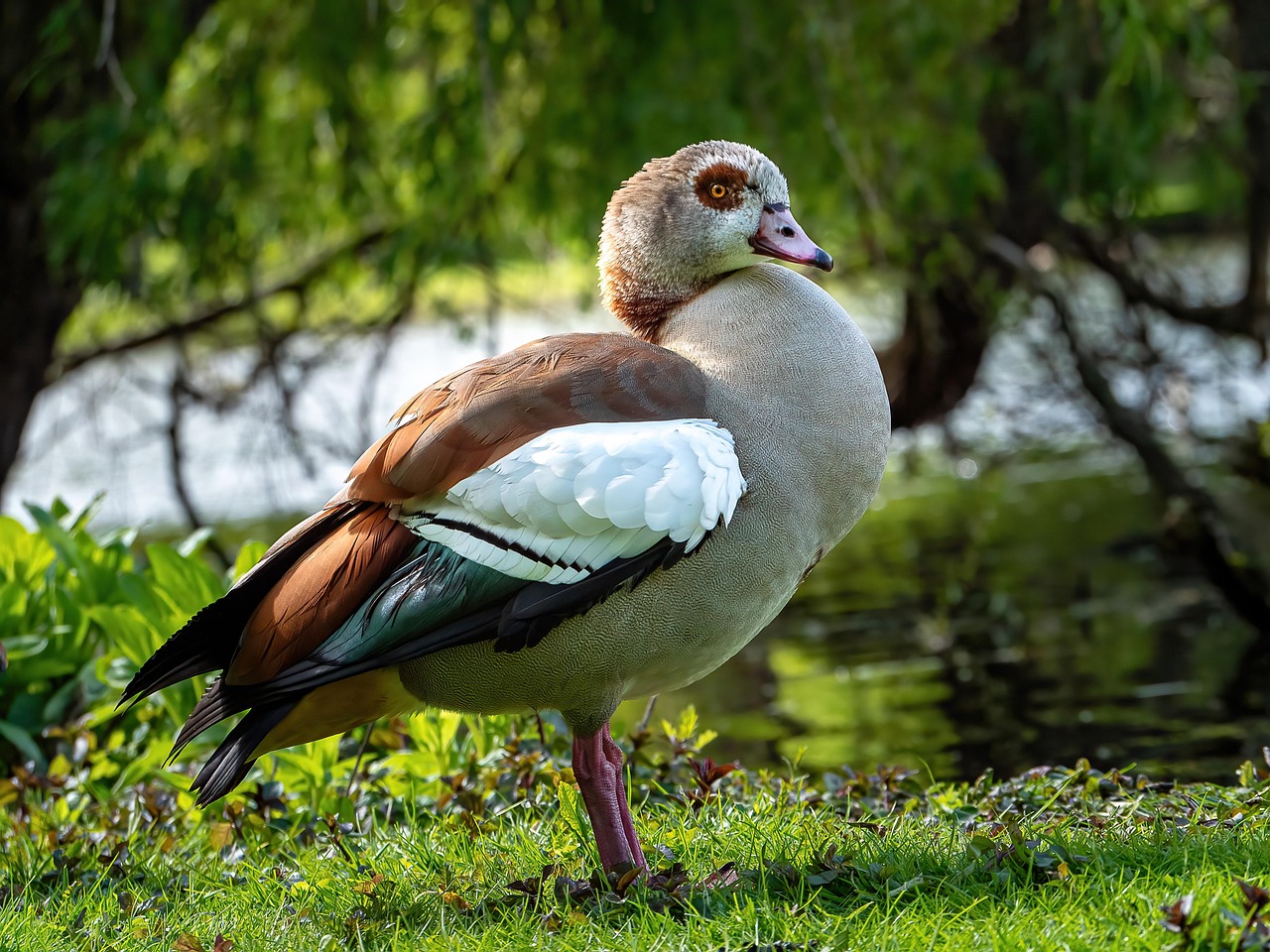 Egyptian Goose Wild Water - Free photo on Pixabay