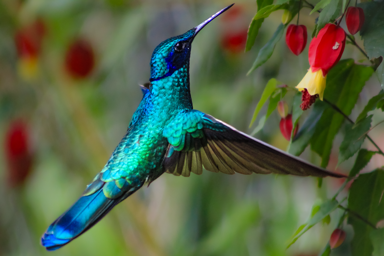 Download Hummingbird, Nature, Bird. Royalty-Free Stock Illustration ...