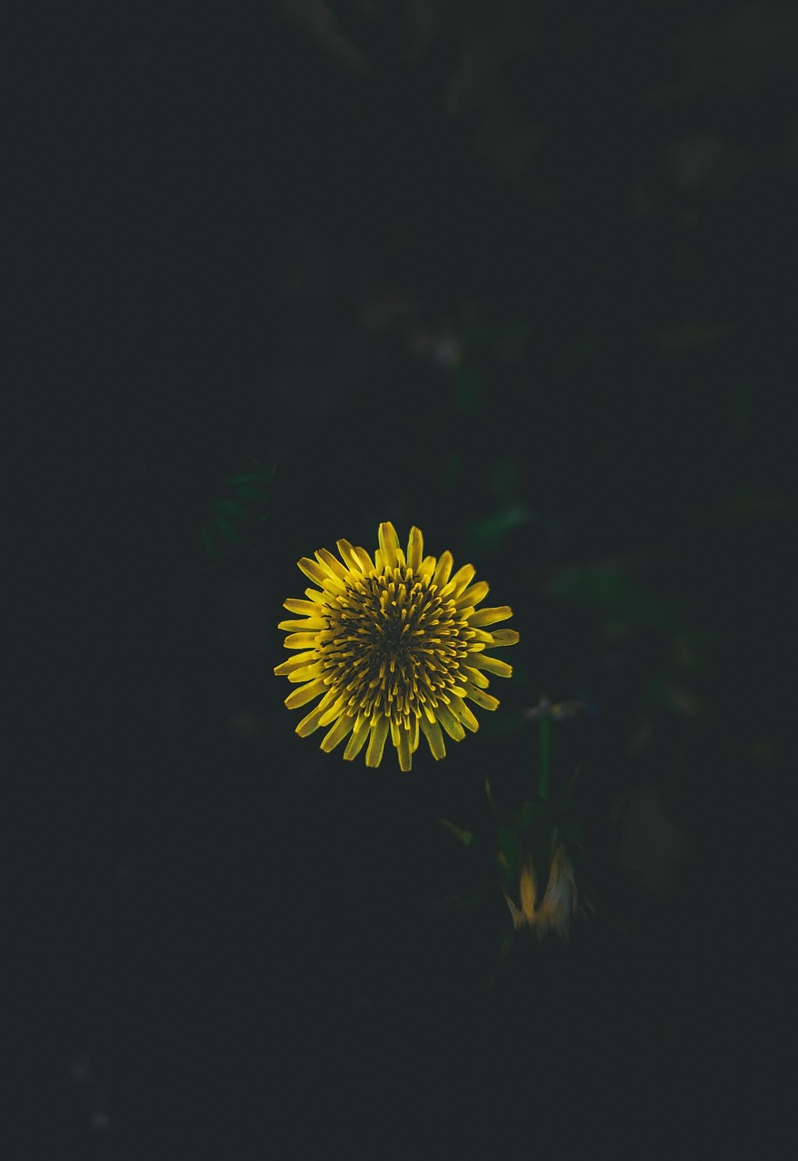 Bunga Bloom Berbunga - Foto gratis di Pixabay - Pixabay