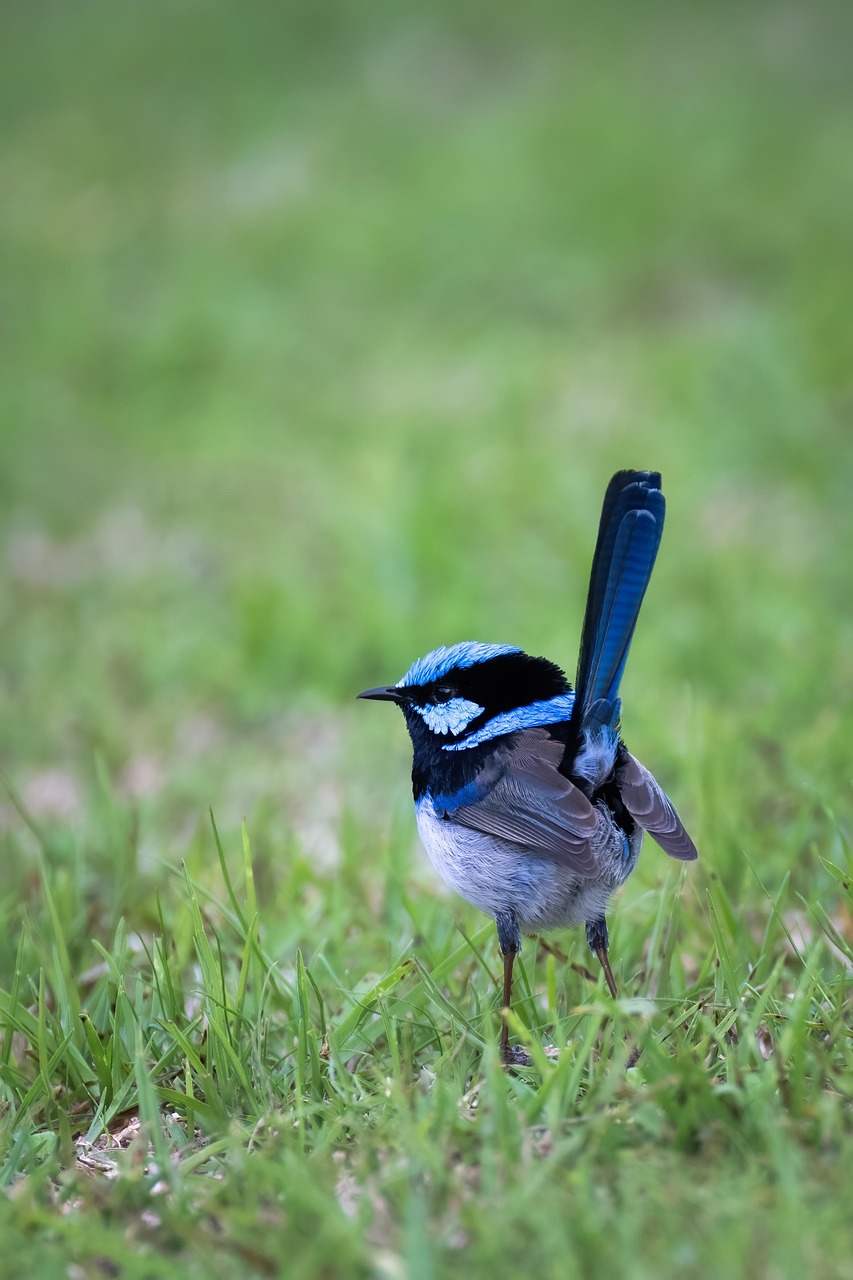 Superb Fairywren Blue - Free photo on Pixabay