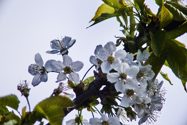 Natur Blume Blumen - Kostenloses Foto auf Pixabay