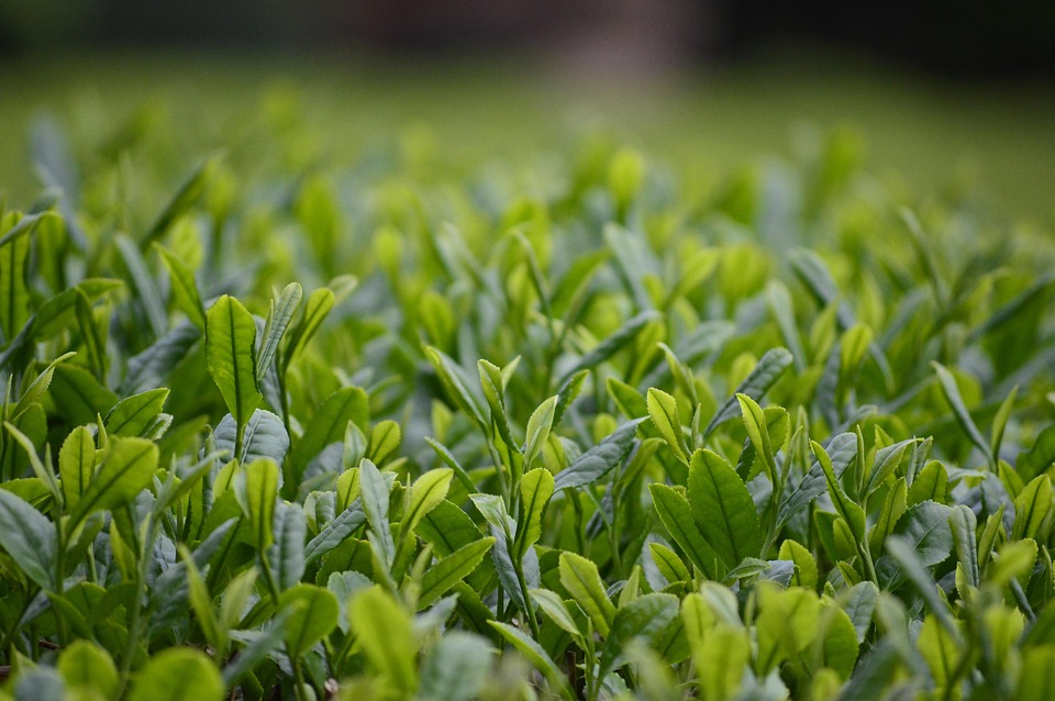 Tea Leaves Plantation Plant - Free photo on Pixabay