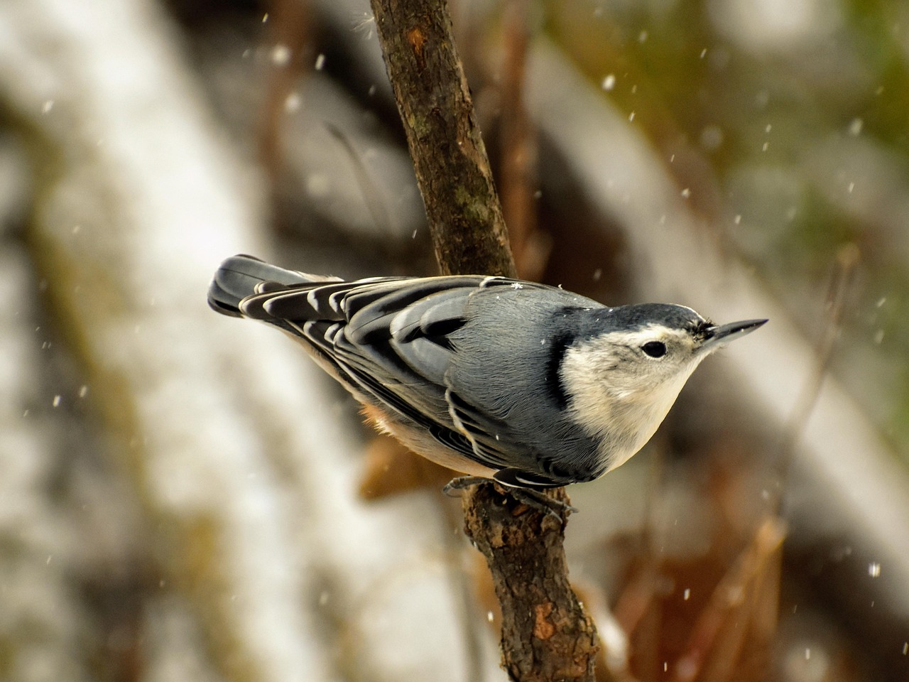 White-Bellied Nuthatch Bird Nature - Free photo on Pixabay