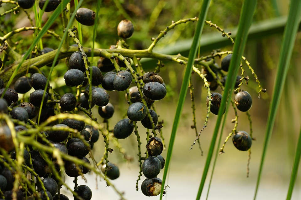 Organic Tropical Fruit Closeup - Free photo on Pixabay - Pixabay