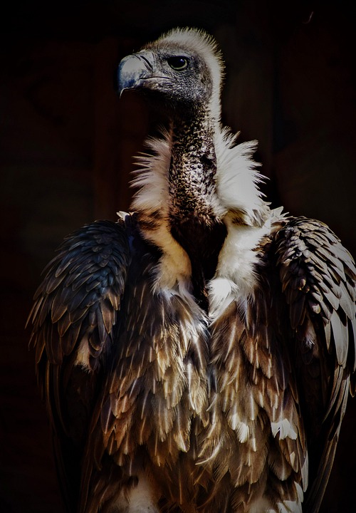 Vulture Bird Animal Of - Free photo on Pixabay