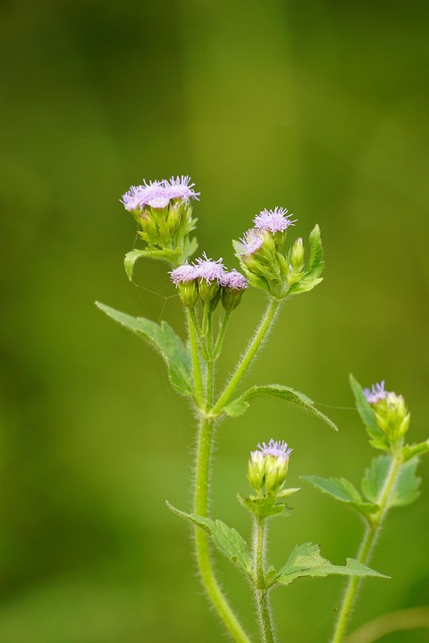 Flowers Ageratum Conyzoides - Free photo on Pixabay