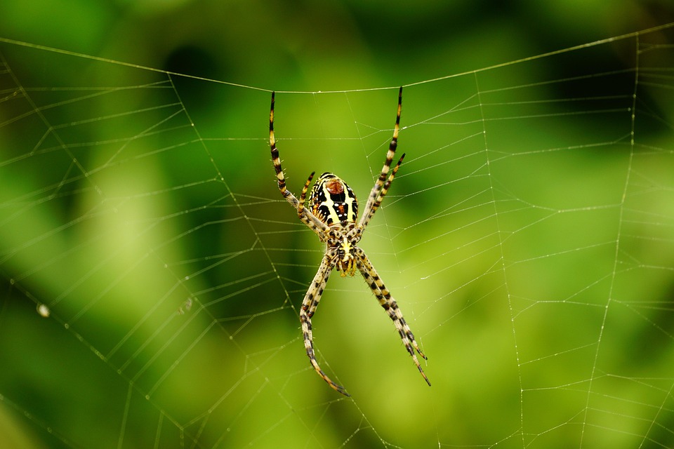 Spider Arachnida Wild - Free photo on Pixabay - Pixabay