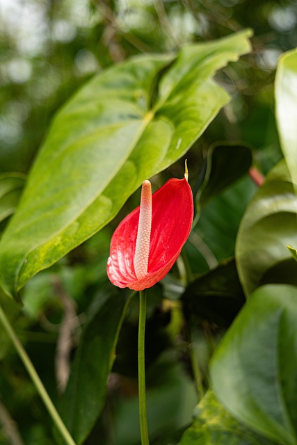 Flower Anthurium Decoration - Free photo on Pixabay
