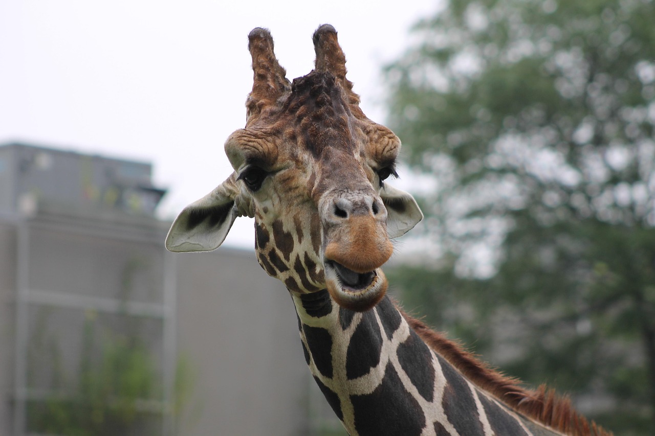 Giraffe Spots Animal - Free photo on Pixabay - Pixabay