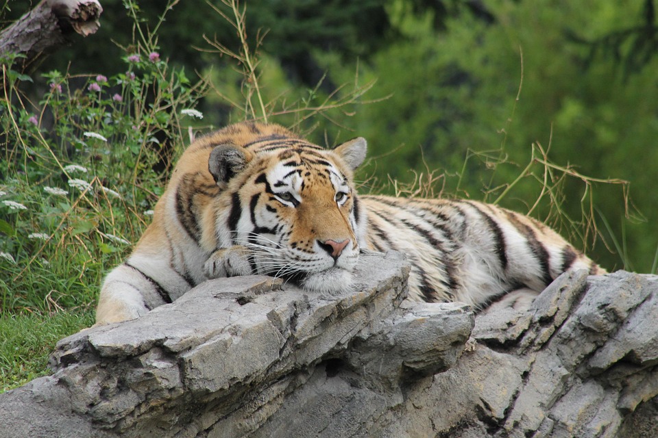Tiger Katzen Streifen - Kostenloses Foto auf Pixabay - Pixabay