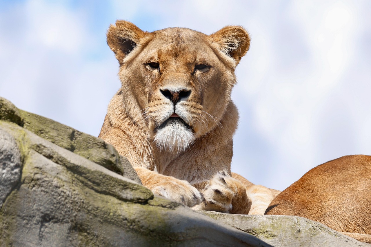 León Leona Animal - Foto gratis en Pixabay - Pixabay