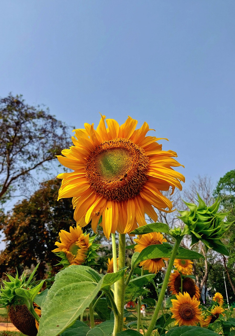 Flowers Sunflowers Bee - Free photo on Pixabay - Pixabay