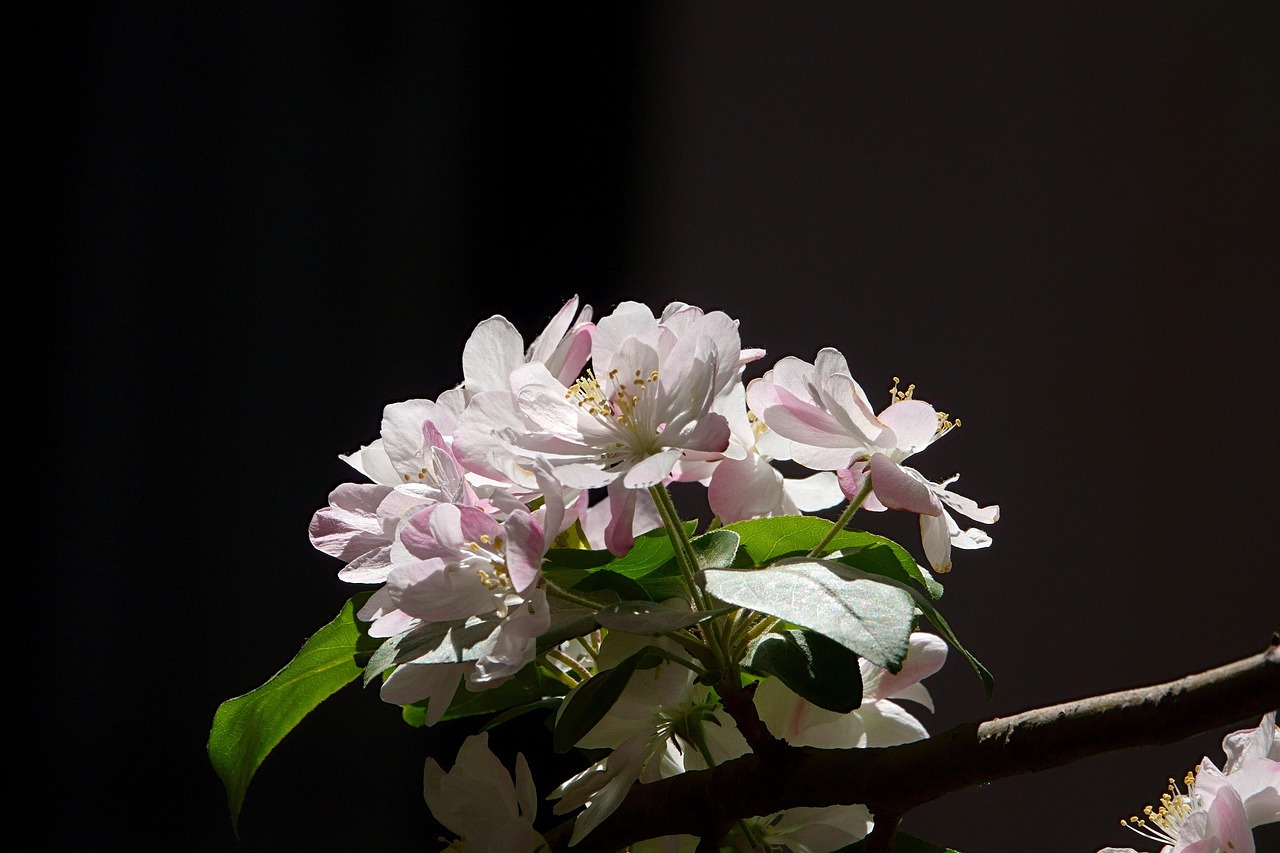 Begonia Flowers Backlight Petal - Free photo on Pixabay - Pixabay
