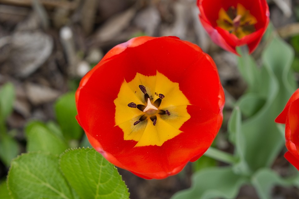 Flower Bloom Pedals - Free photo on Pixabay - Pixabay