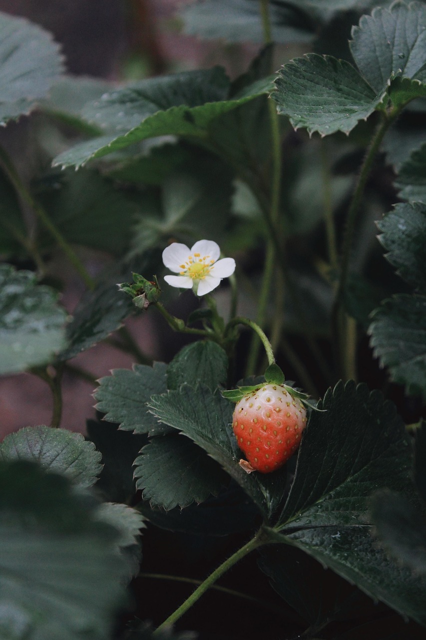 Stroberi Berry Tanaman - Foto gratis di Pixabay