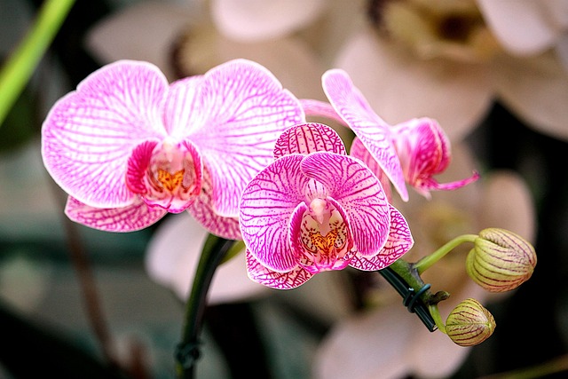 Bunga-Bunga Anggrek Kelopak - Foto gratis di Pixabay - Pixabay