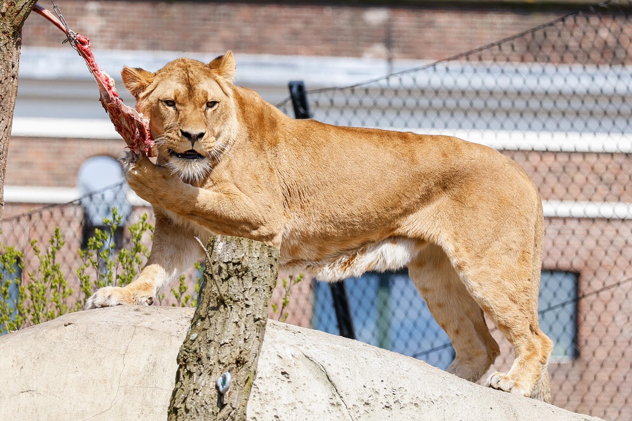 Lion Nature Predator - Free photo on Pixabay - Pixabay