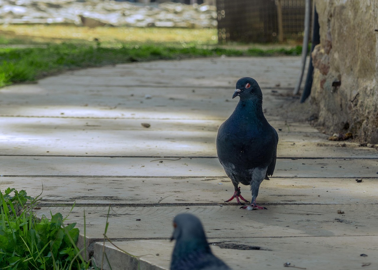 Pigeon Oiseau Faune - Photo gratuite sur Pixabay - Pixabay