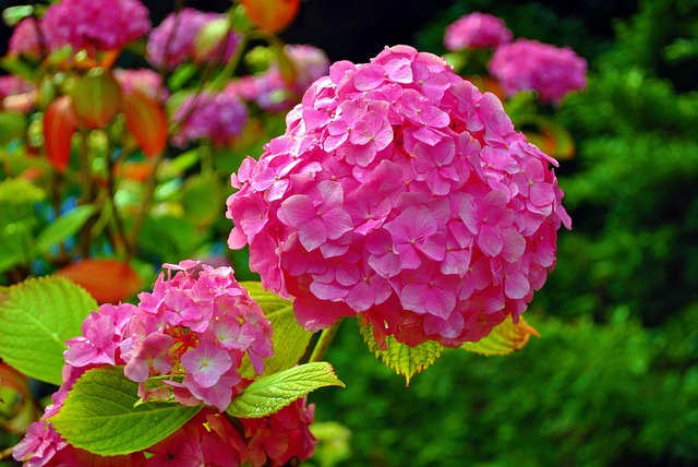 Bunga Alam Hydrangea - Foto gratis di Pixabay