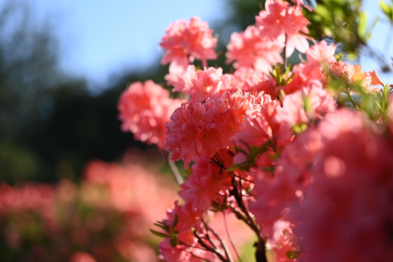Rhododendron Flower Flora Flowers - Free photo on Pixabay - Pixabay