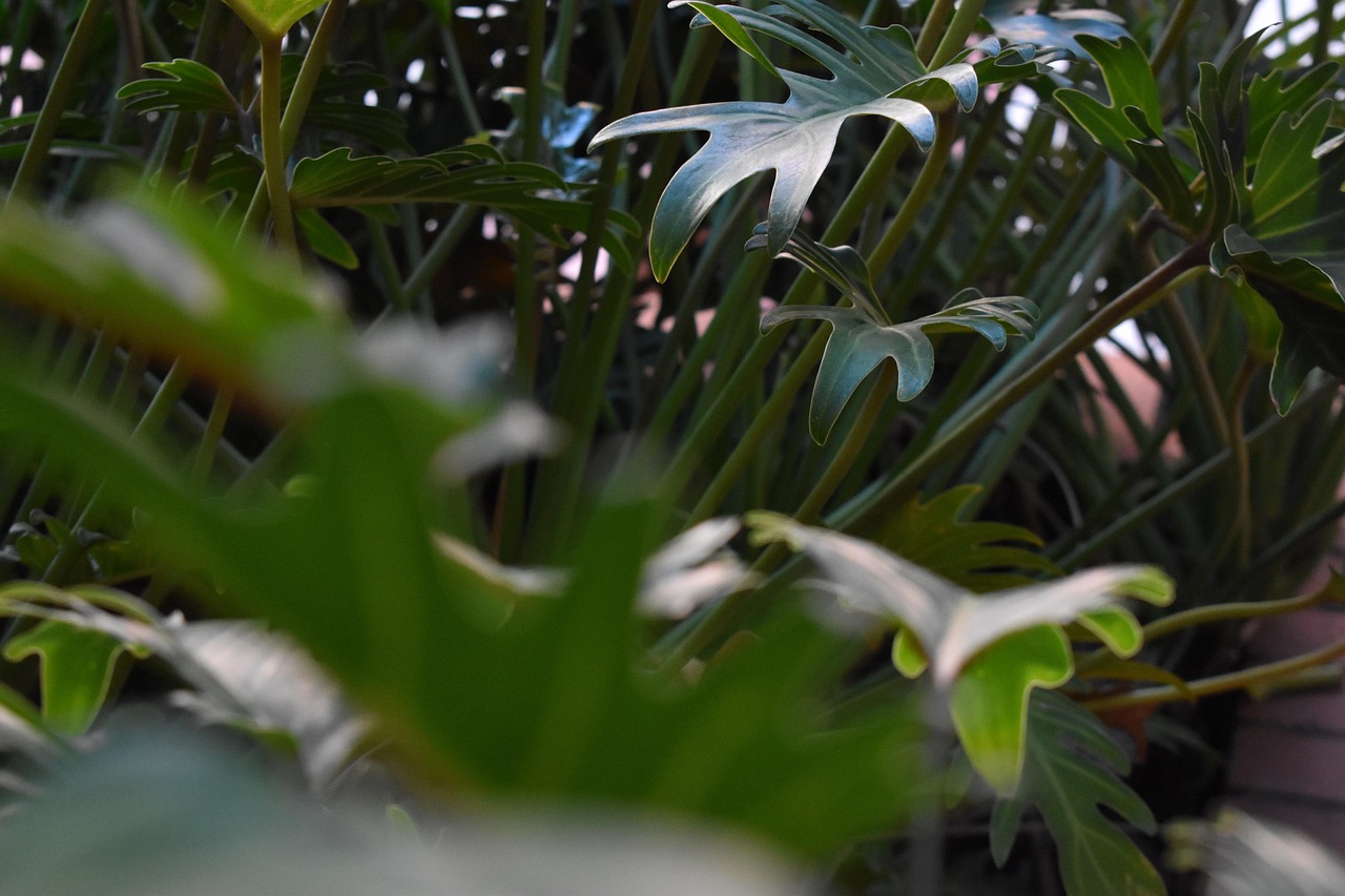 Natureza Folhas Verde Floresta - Foto gratuita no Pixabay