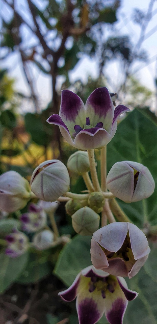 Bunga Ungu Bloom Kelopak - Foto gratis di Pixabay - Pixabay