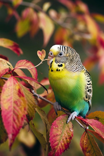 Download Ai Generated, Bird, Parakeet. Royalty-Free Stock Illustration ...