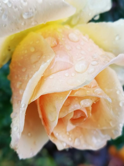 Rose Dew Drops - Free photo on Pixabay - Pixabay