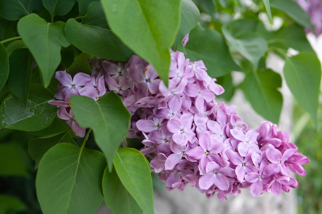 Lilas Fleurs Le Printemps La - Photo gratuite sur Pixabay