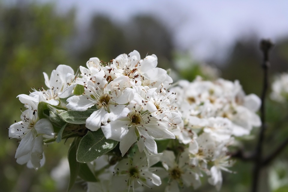 Pear Flower Bloom - Free photo on Pixabay - Pixabay