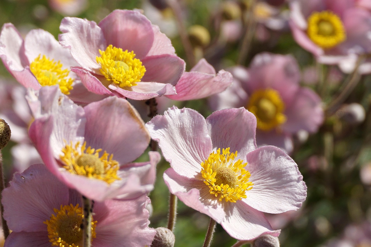 Flowers Anemone Plants - Free photo on Pixabay