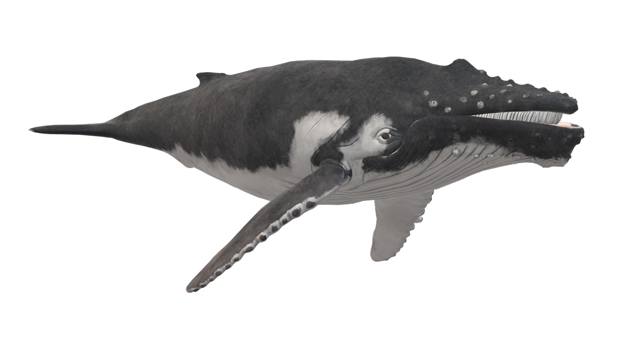 Stunning Whale Pictures & Images: Free HD Downloads for Commercial Use ...